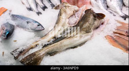 Crumbled ice, carcasses of gutted and decapitated cod fish trunk lie on ...