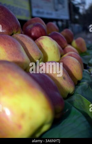 bucket full of ripe apples in sunset Stock Photo - Alamy