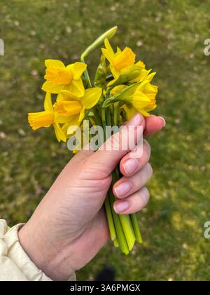 Hand holding a fresh, vibrant bouquet of wild daisies against the soft ...