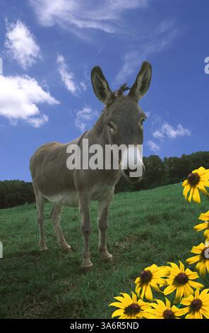 Field on blue little flowers in April. Gardening blue flowers in a ...