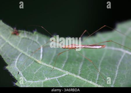 Thin bugs on the grass, North China Stock Photo - Alamy
