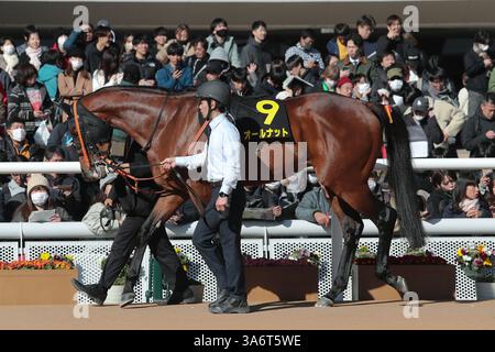 2025/03/09 HANSHIN 11R OSAKAJO STAKES David Barows/Mirai Iwata Jockey (4)/Hiroyuki Uemura ...