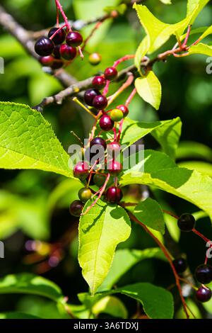 Branches with not ripe yellow red cherry plum fruit growing in the ...
