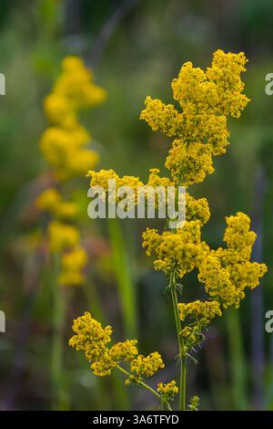 Closeup yellow flowers of lady's bedstraw, yellow bedstraw Galium verum ...