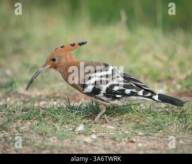 Cute bird hoopoe. Yellow nature background. Bird: Eurasian Hoopoe Upupa ...