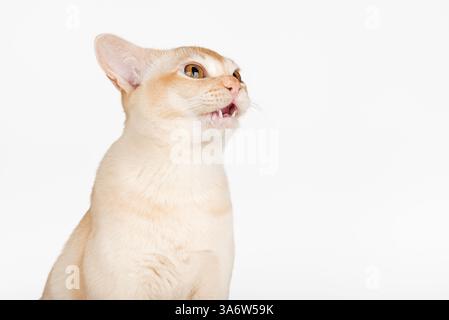 Portrait of Burmese cream cat with open mouth on white background ...