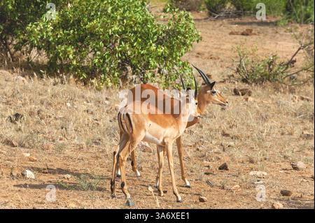 Two young male Impala or Rooibok Aepyceros melampus Stock Photo - Alamy