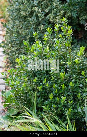 Japanese holly, Box-leaved holly (Ilex crenata 'Stokes', Ilex crenata ...