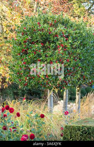 A holly, ilex aquifolium Alaska, with red berries. sunny day. selective ...