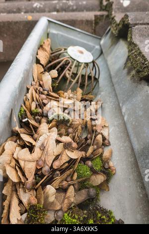 maple seeds and moss block the drainage of a gutter, Germany Stock ...