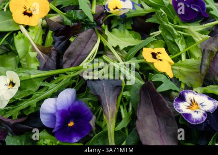 Fresh mix of salads with edible flowers Stock Photo - Alamy