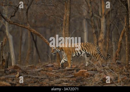 Bengal tiger in Panna Tiger Reserve, India Stock Photo - Alamy
