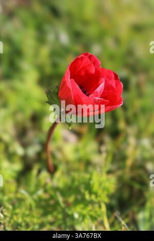 Anemone Coronaria ‘De Caen’ aka Spanish Marigold or Poppy Anemone, of ...