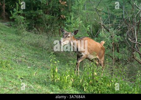 Rowild Rothirsche Rotwild Frühjahr *** Rowild Red deer Red deer Spring ...