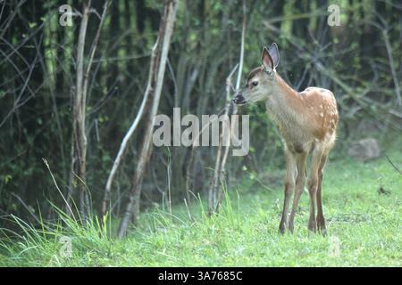 Rowild Rothirsche Rotwild Frühjahr *** Rowild Red deer Red deer Spring ...