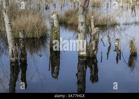 Dead birch trees (Betula pendula) in a moor, rewetting area, Emsland ...