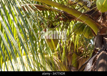 coconut tree with fruits outdoors in Rio de Janeiro, Brazil Stock Photo ...