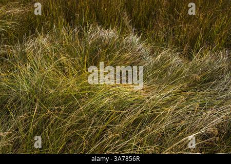 Field of windswept meadow grasses and wildflowers, Lake Tahoe ...