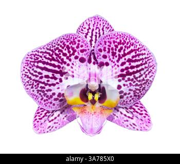 Houseplant purple orchid flower on the background of the window. Close ...