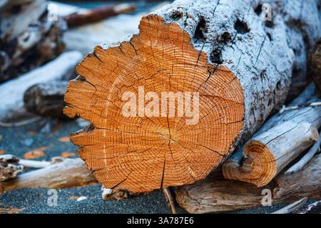 Freshly cut alder tree, cross section of the trunk showing the rings ...