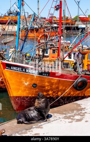 Sea Lions Bask In The Sunshine On A Wharf In The Port Area Of Mar Del ...