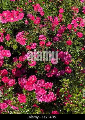 Bright pink roses in full bloom rowing in the sunny summer meadow Stock ...