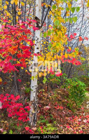 Sugar maple autumn leaves growing on the trees Stock Photo - Alamy