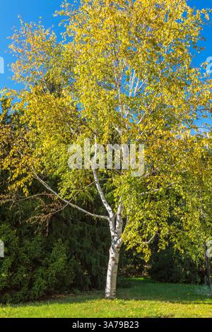 Fall-colored paper birch (Betula papyrifera) and McDonald Creek ...