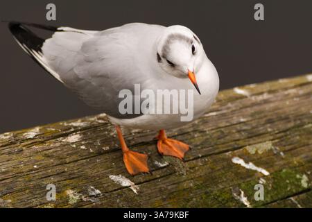 Seagull orange legs and orange webbed feet, with one foot raised up and ...