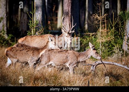 Rotwild Cervus elaphus . Rotwild Cervus elaphus im Wildgatter ...