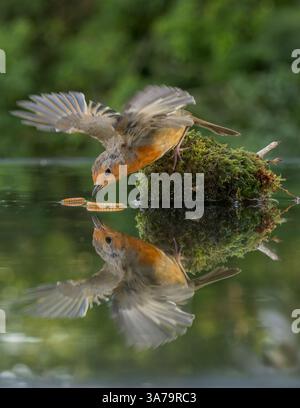 reflection in pool in mossy stone Stock Photo - Alamy