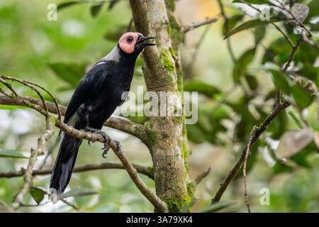 Coleto - Sarcops calvus, unique tropical starling from Southeast Asian ...