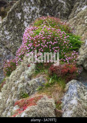 Thrift, Isle of Tiree, Inner Hebrides, Scotland Stock Photo - Alamy