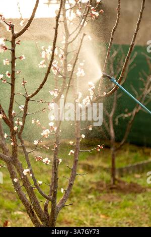 Spraying fruit trees with a pump sprayer with insecticides and ...