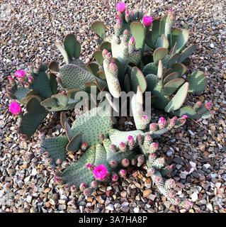 A Beaver in Tucson, Arizona Stock Photo - Alamy
