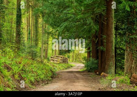 Little Dean Walk, Forest of Dean Stock Photo - Alamy