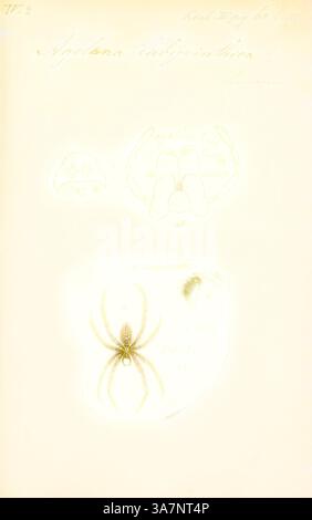 The illustration showcases various species of spiders and their ...
