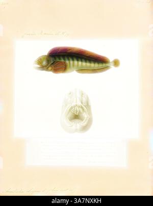 The Atlantic wolffish (Anarhichas lupus), also known as the seawolf ...