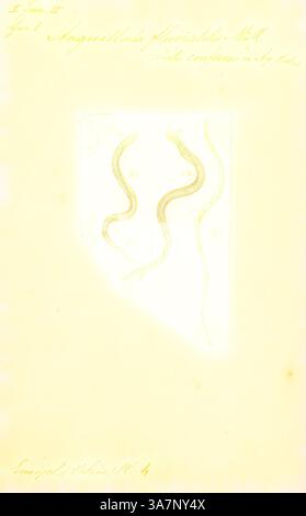 A detailed illustration of an elongated eel-like creature, featuring a ...