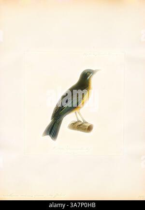 Anthornis melanura, Print, The New Zealand bellbird (Anthornis melanura ...