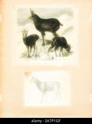 Three mountain goats with dark fur navigate a rugged cliff, showcasing ...