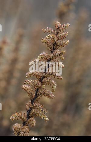 Gale bush (Myrica gale), flowers, province of Drenthe, Netherlands ...