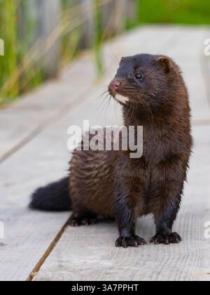 A mink stands on a fishing pier Stock Photo - Alamy
