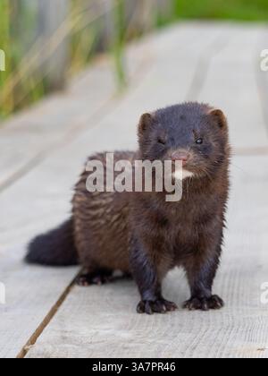 A mink stands on a fishing pier Stock Photo - Alamy