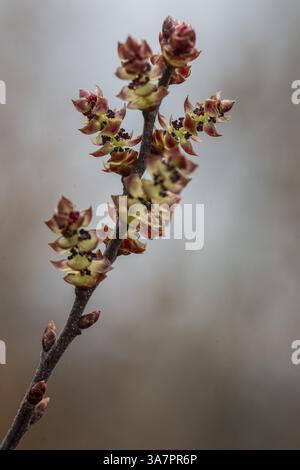 Gale bush (Myrica gale), flowers, province of Drenthe, Netherlands ...