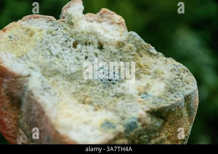 A mouldy uncut loaf of bread Stock Photo - Alamy