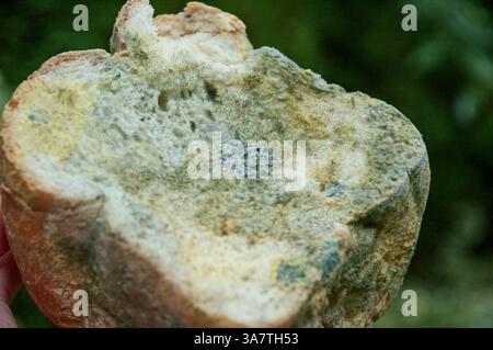 A mouldy uncut loaf of bread Stock Photo - Alamy