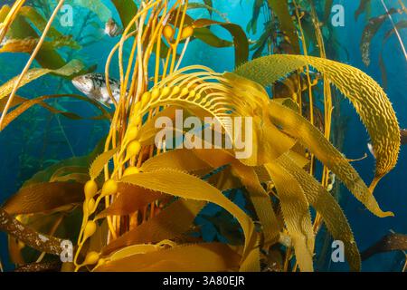 Air bladders lift strands of giant kelp, Macrocystis pyrifera, toward ...