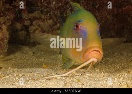 Close-up of a blue goatfish (Parupeneus cyclostomus) showing the two ...