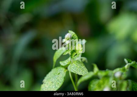 Known as Siam Weed, Rouge Plant, Jack in the Bush and Christmas Bush ...